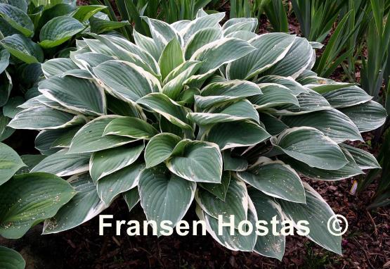 Hosta Tom Schmid - Fransen Hostas